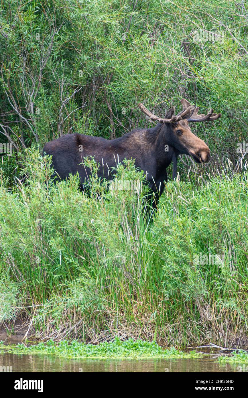 USA, Idaho. Bull Moose in riverside vegetation Teton Valley and River ...