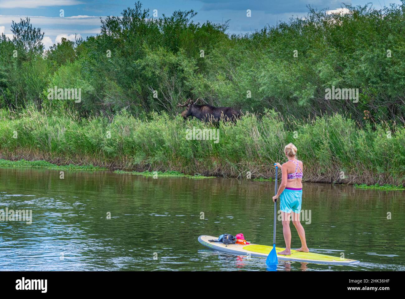 USA, Idaho. Bull Moose and female on standup paddleboard have close ...
