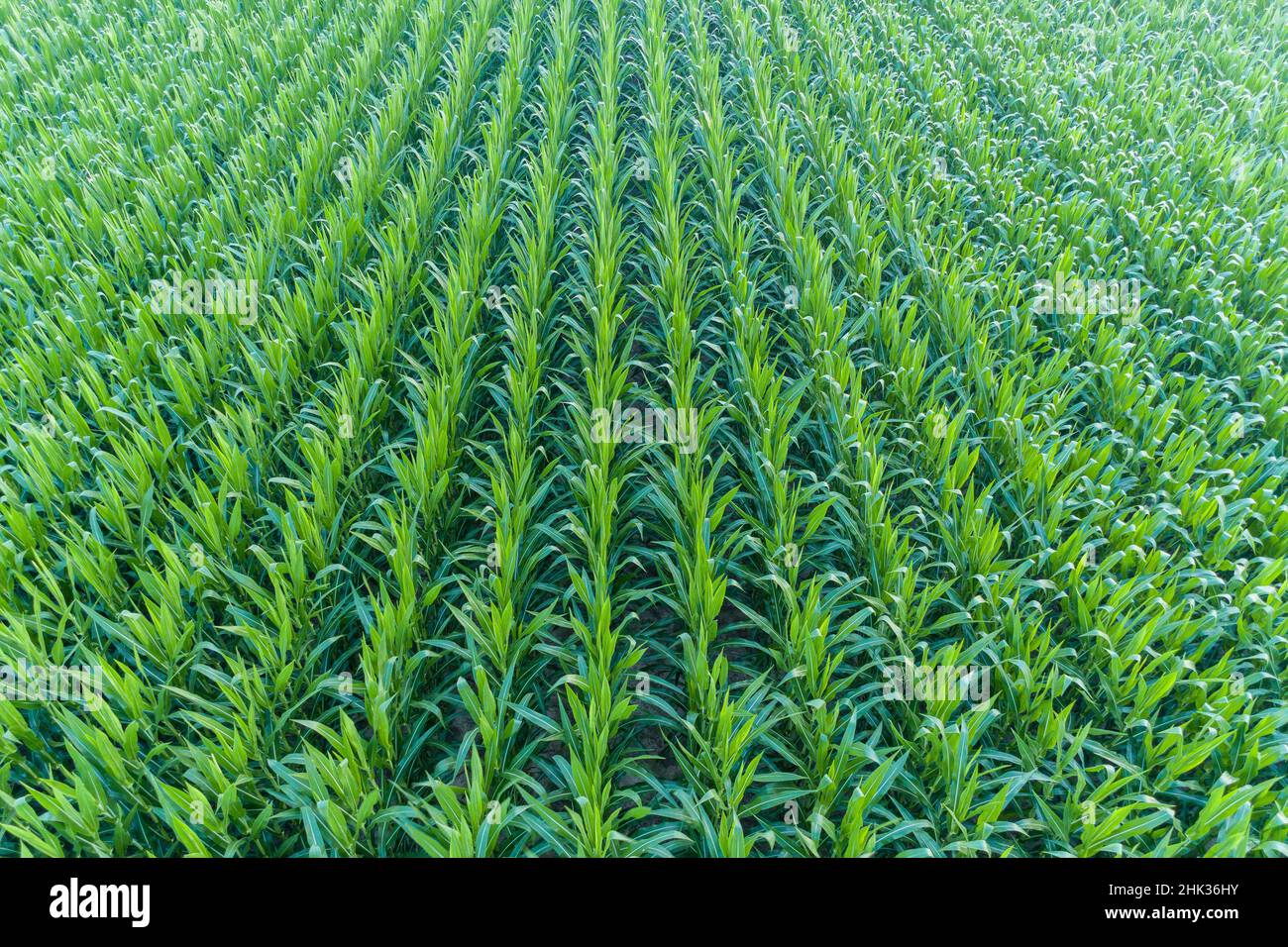 Aerial view of corn field, Marion County, Illinois Stock Photo - Alamy