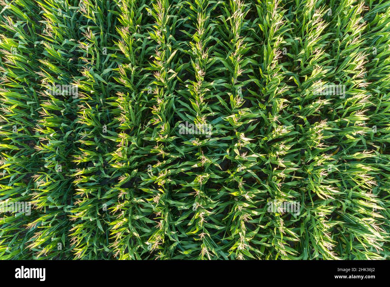 Aerial view corn field hi-res stock photography and images - Alamy