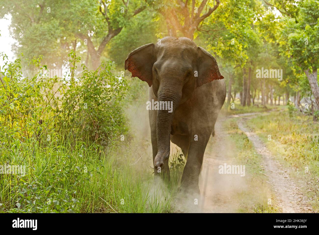 Elephas maximus charging hi-res stock photography and images - Alamy
