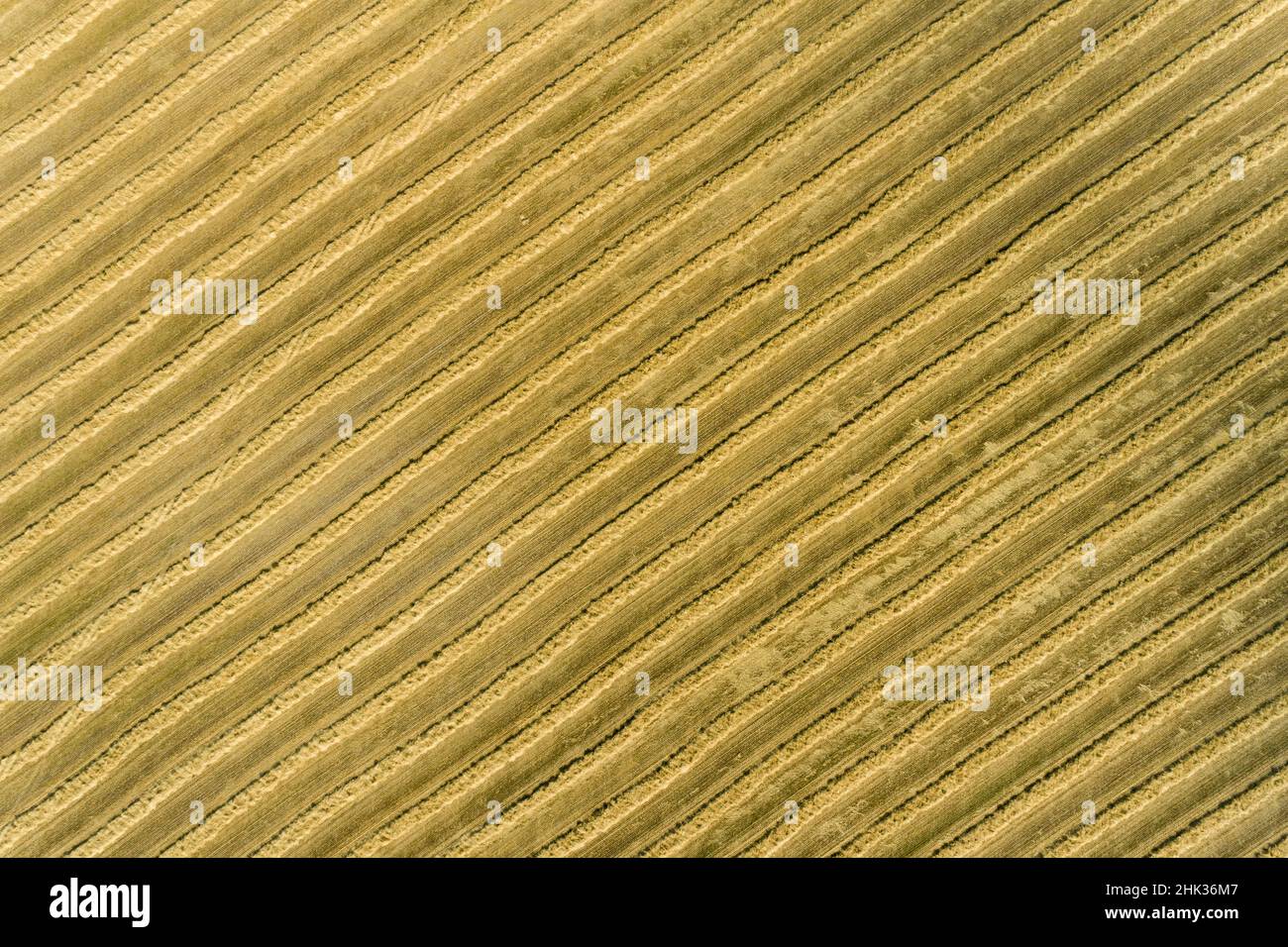 Rows of wheat hi-res stock photography and images - Alamy