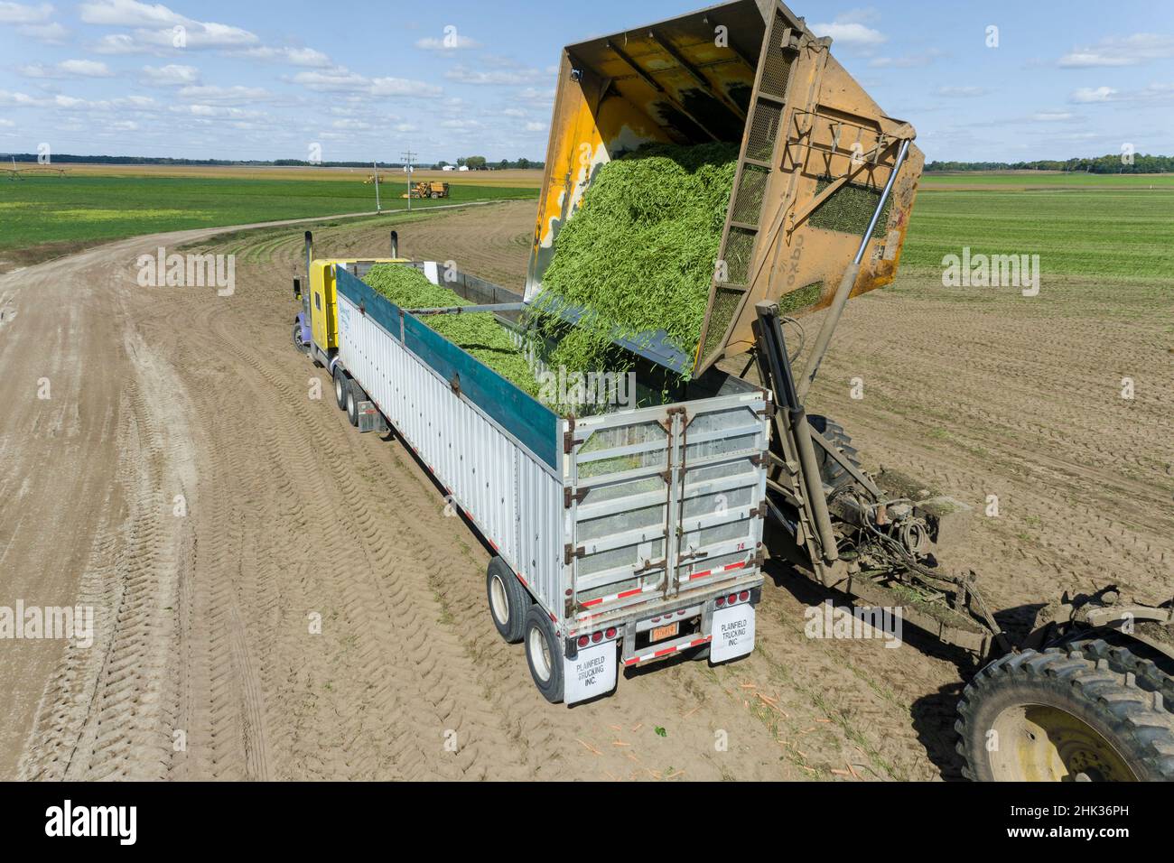 Loading green beans into semi-truck during the green bean harvest ...