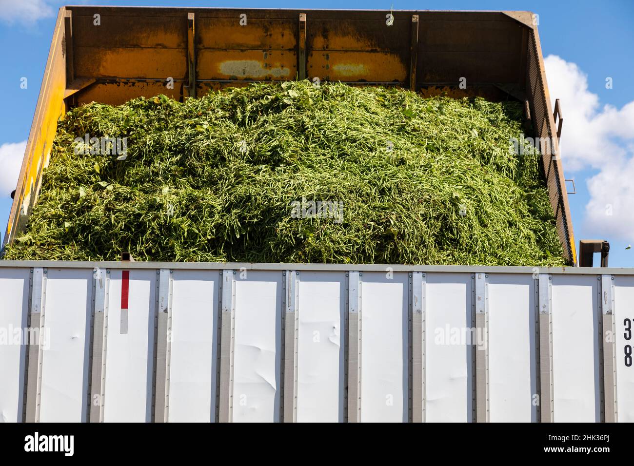 Loading green beans into semi-truck during the green bean harvest ...