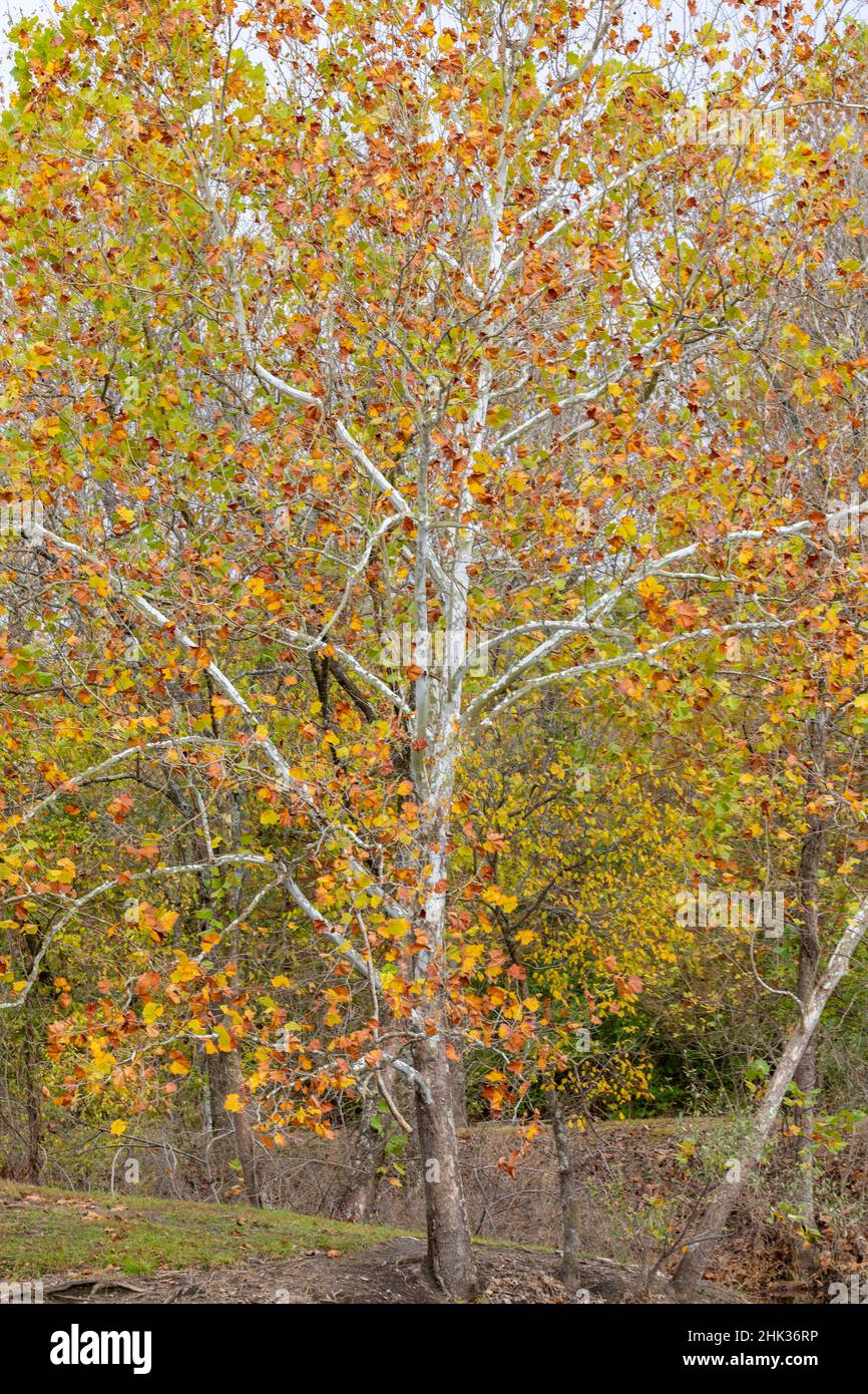 Fall color Sycamore trees at Pyramid State Park, Perry County, Illinois ...