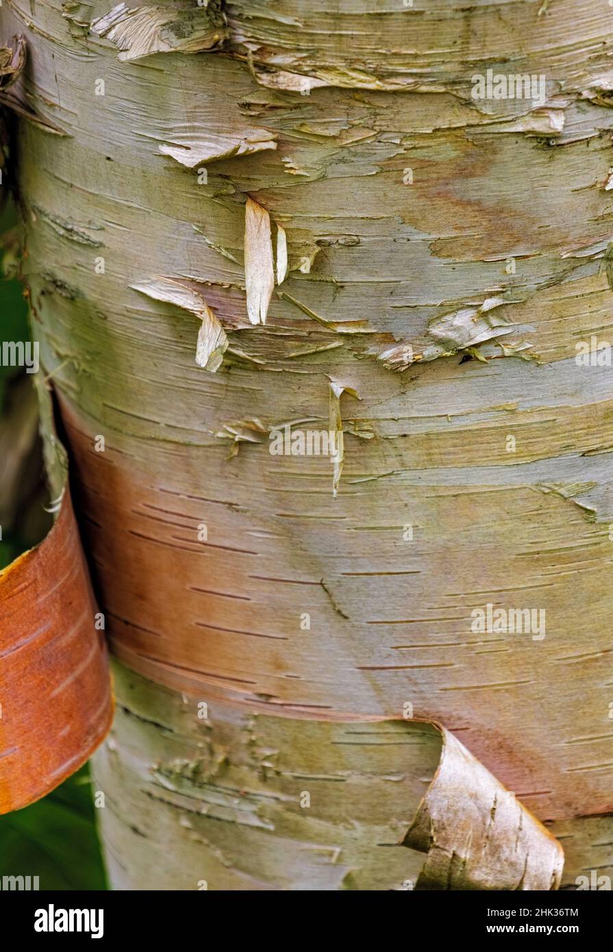 Paper birch tree in Acadia National Park, Maine, USA Stock Photo - Alamy