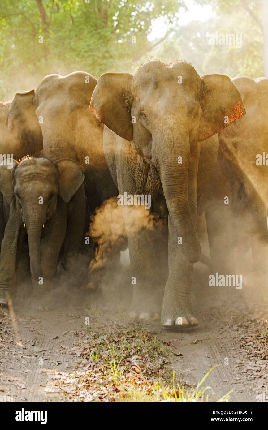 Asian Elephants marching forward. Corbett National Park, India Stock ...