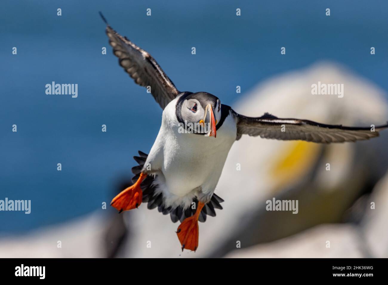 Atlantic Puffins in flight on Machias Seal island, Maine, USA Stock ...
