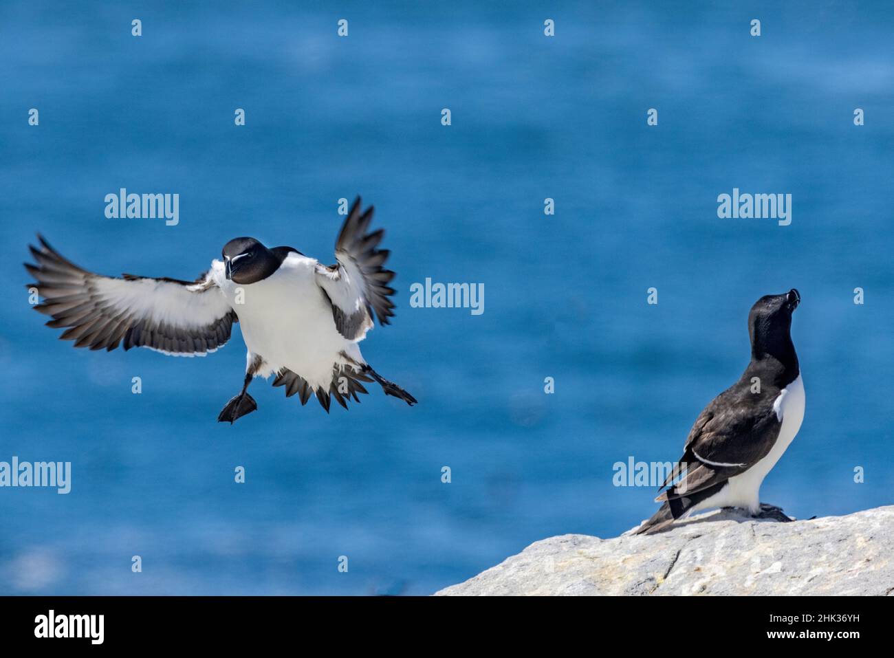 Razorbill in flight at Machias Seal Island, Maine, USA Stock Photo - Alamy