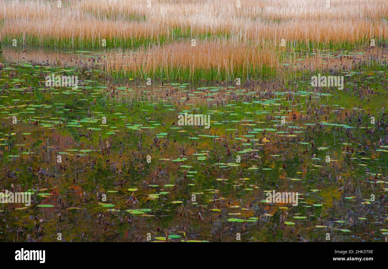 USA, New England, Maine, Mt. Desert Island, Acadia National park with ...