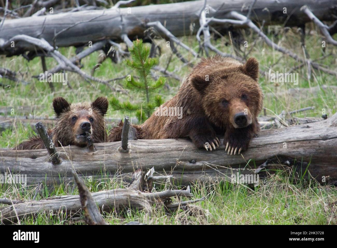 Grizzly Bear Sow and Cub Stock Photo - Alamy
