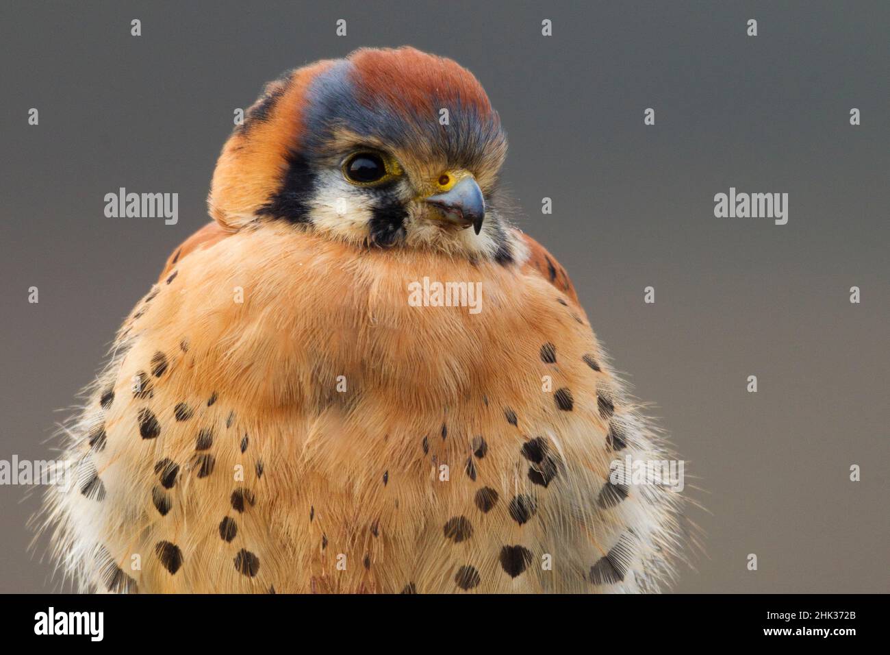 American Kestrel Hawk Stock Photo - Alamy