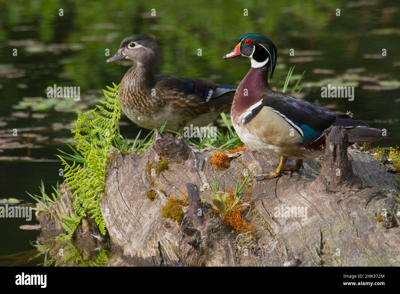 Wood Duck Pair Stock Photo - Alamy