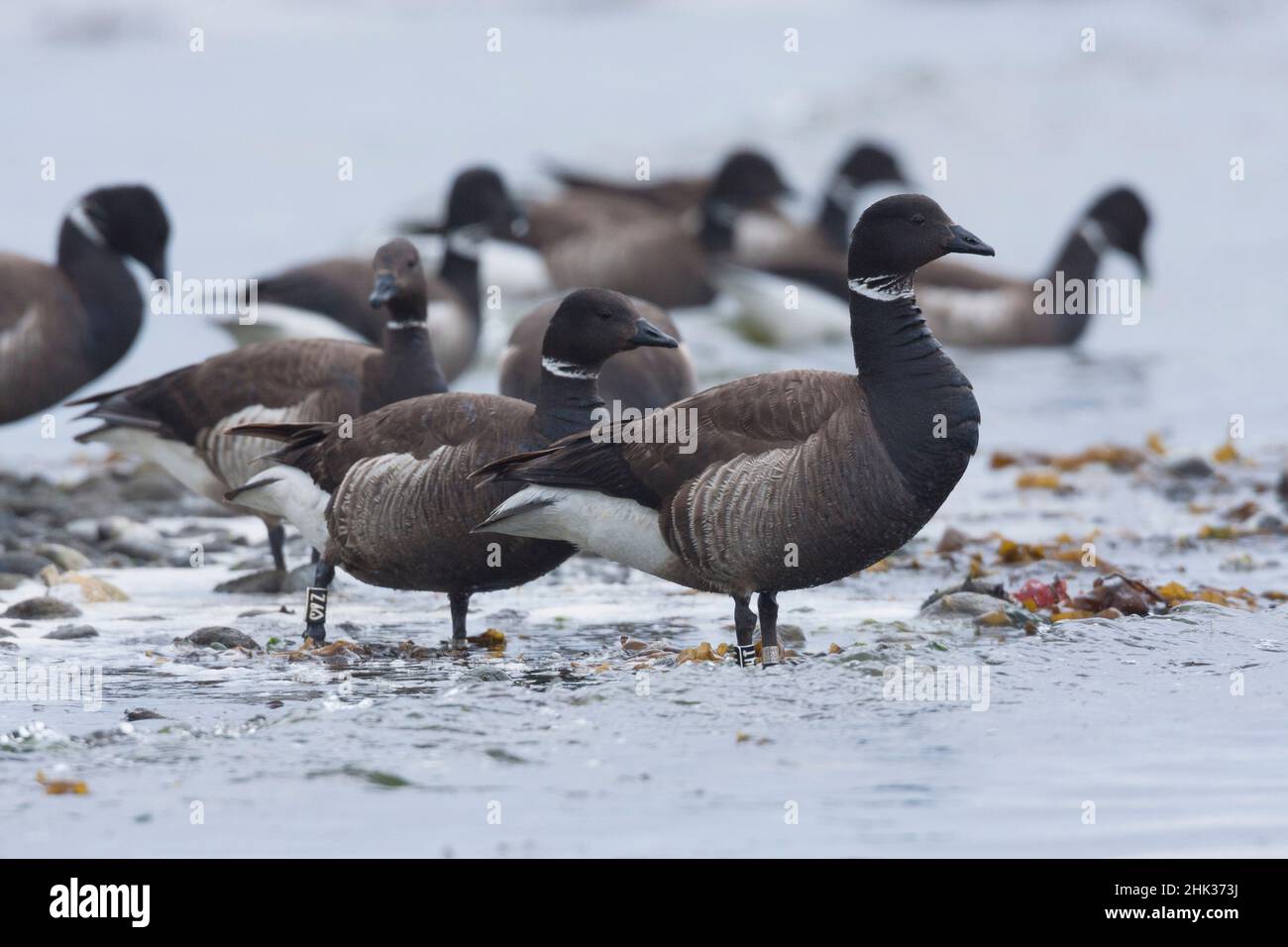 Migration stop for brant geese Stock Photo - Alamy