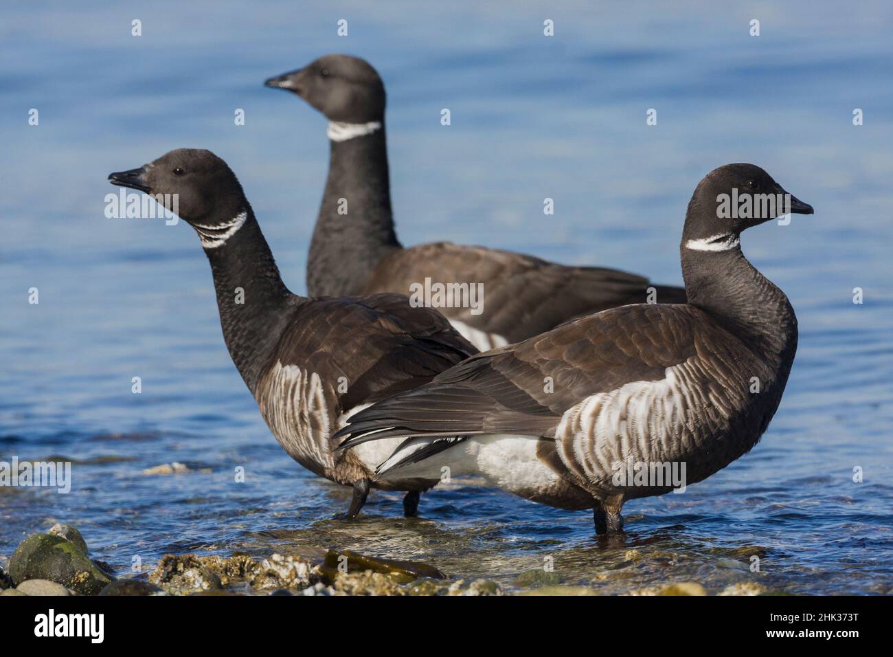 Brant geese, migration stop along the Salish Sea Stock Photo - Alamy