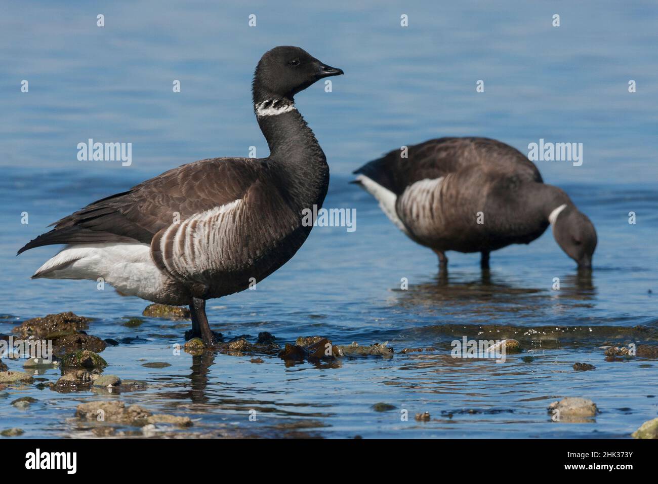 Brant geese, migration stop over at the Salish Sea Stock Photo - Alamy