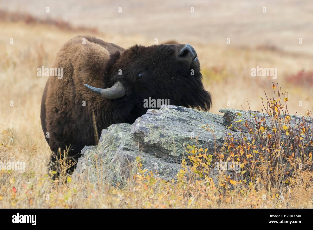 Bison bull scratching chin Stock Photo - Alamy
