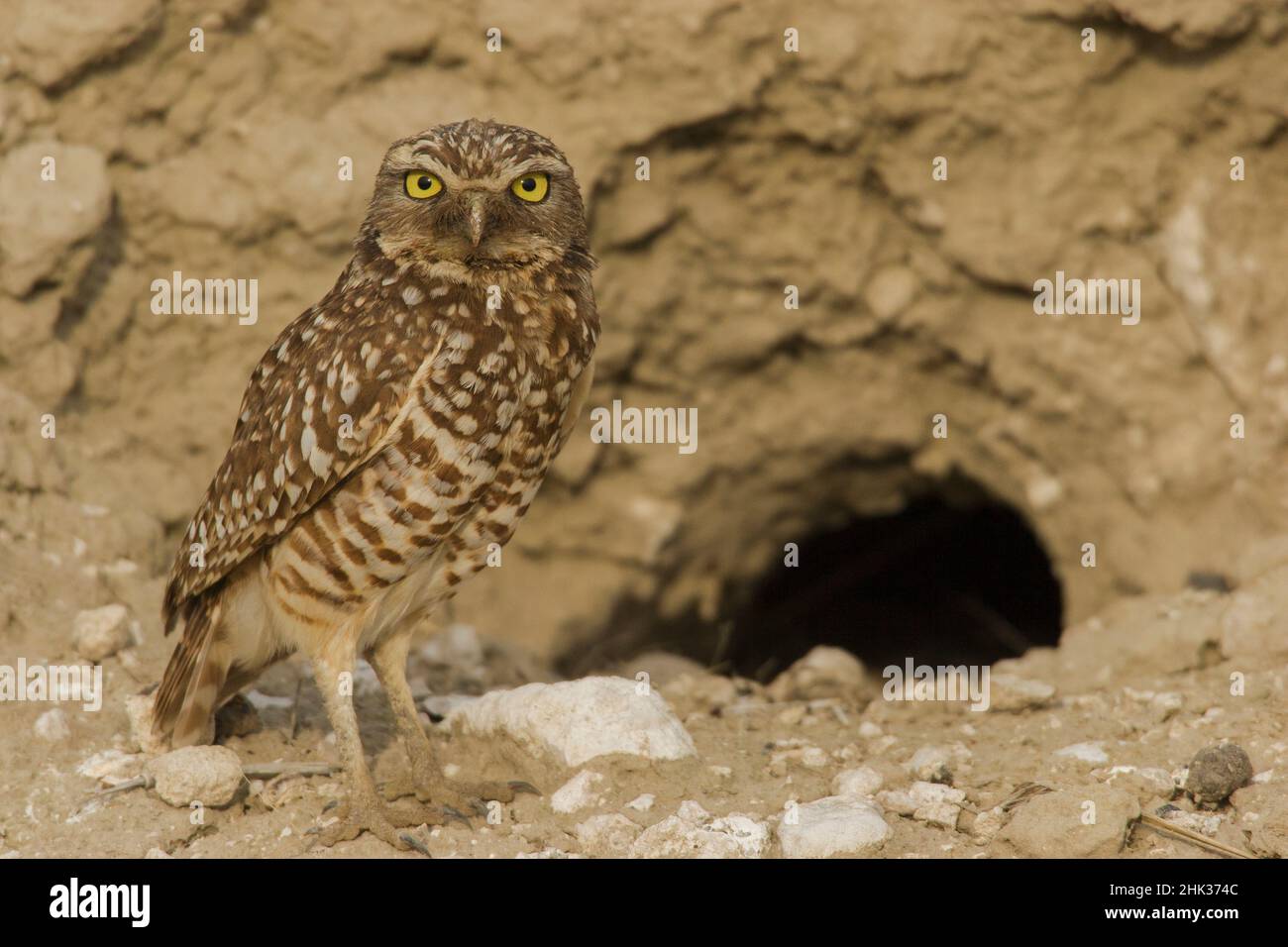 Burrowing owl at nest burrow entrance Stock Photo - Alamy