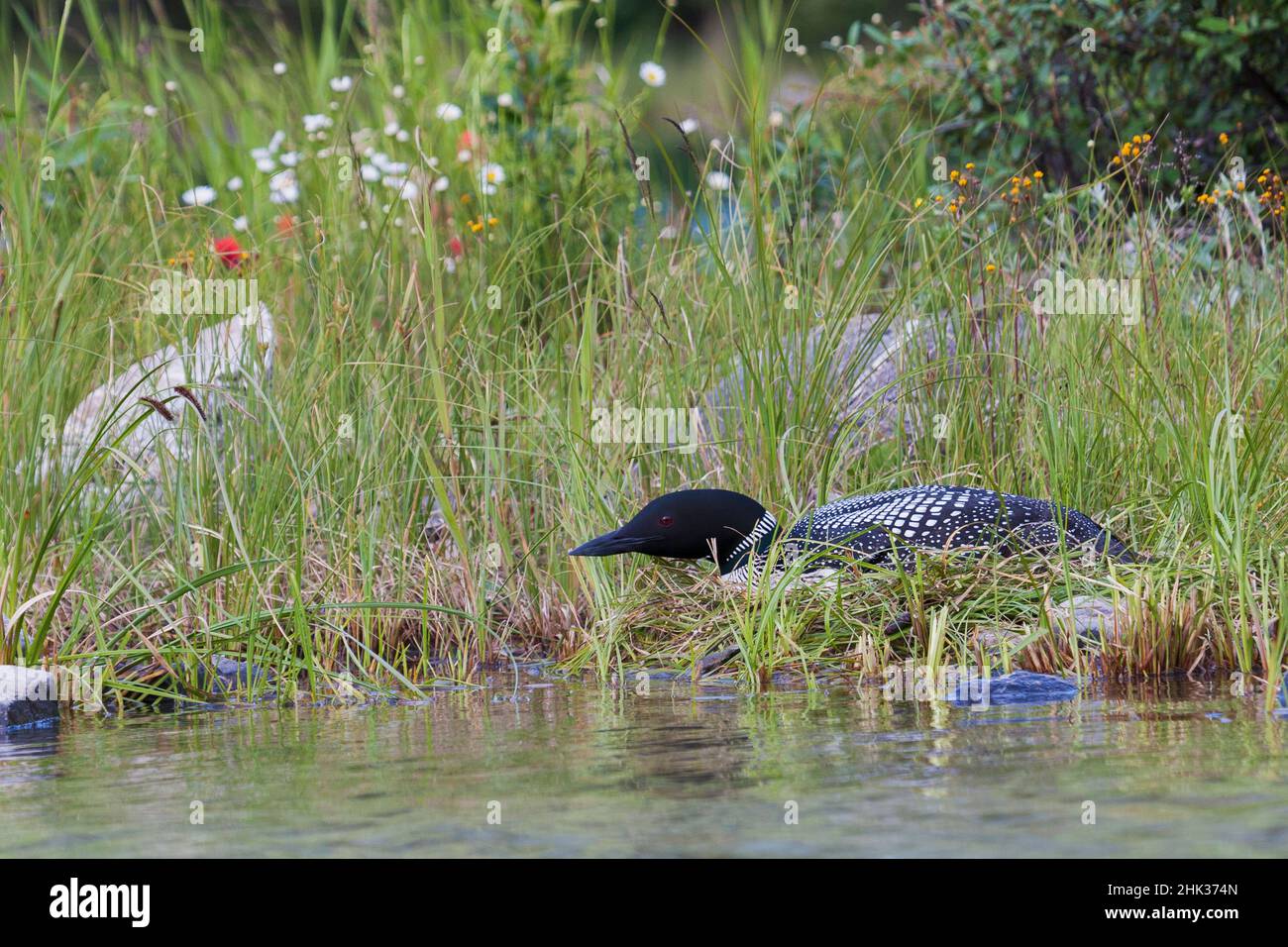 Common loon sitting on nest Stock Photo - Alamy