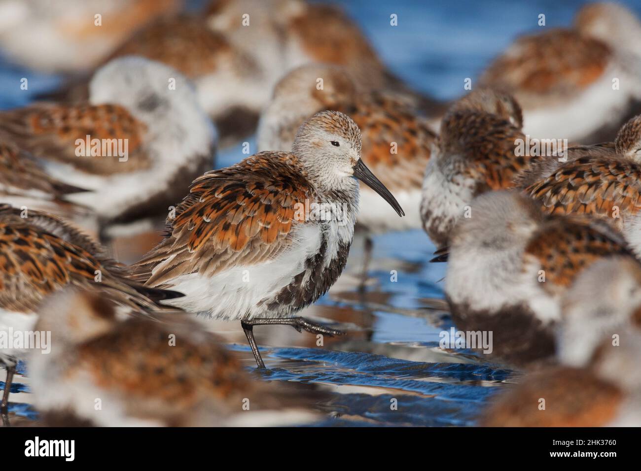 Dunlin flock resting during migration Stock Photo - Alamy
