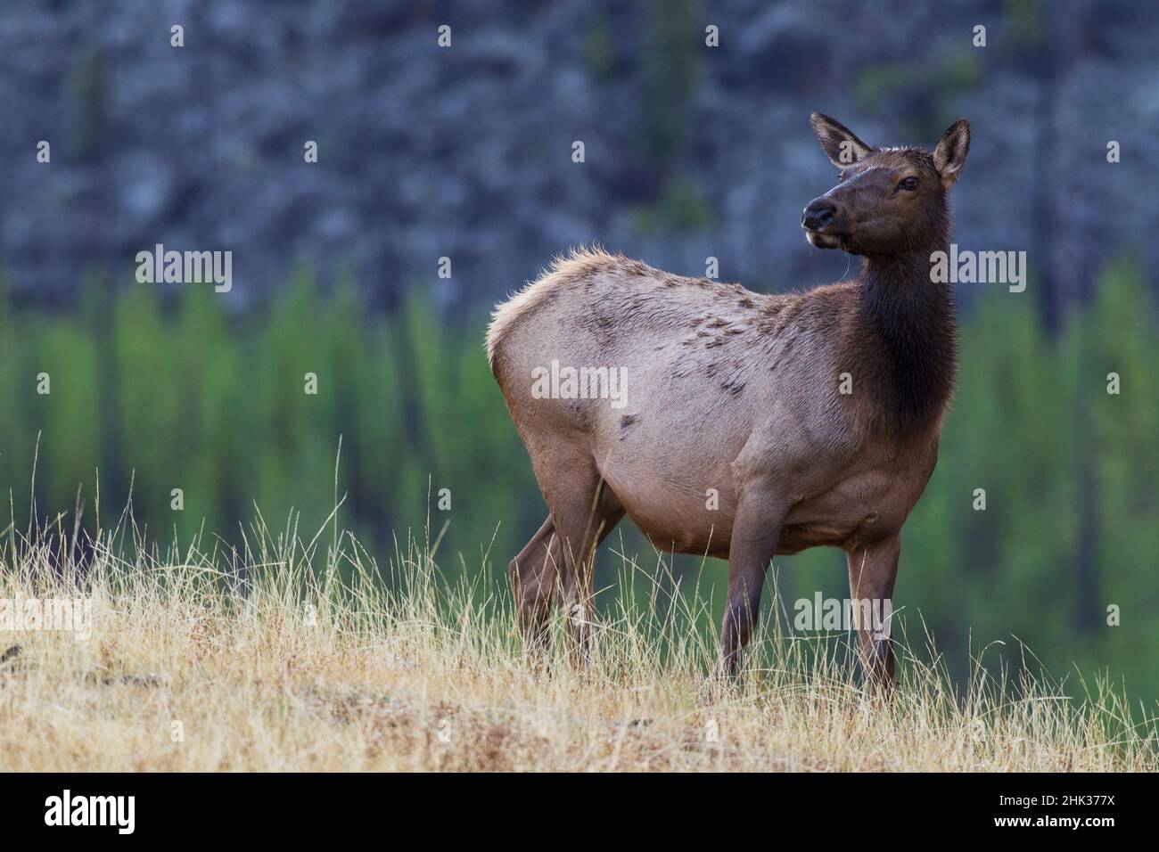 Rocky Mountain cow elk Stock Photo - Alamy