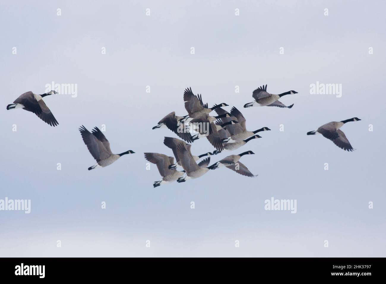 Greater Canada geese flying Stock Photo - Alamy
