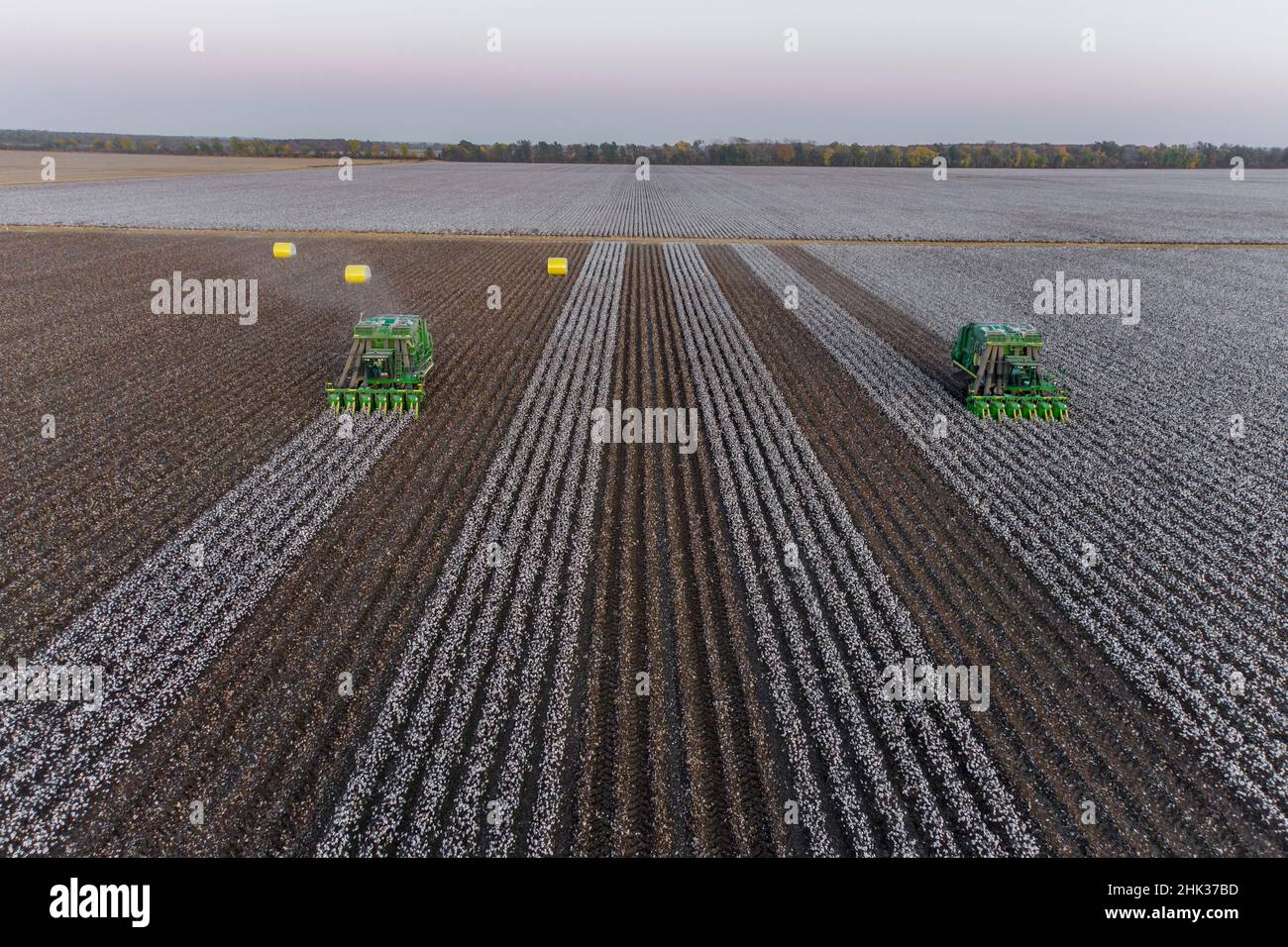 Cotton pickers harvesting cotton at sunset, Stoddard County, Missouri ...