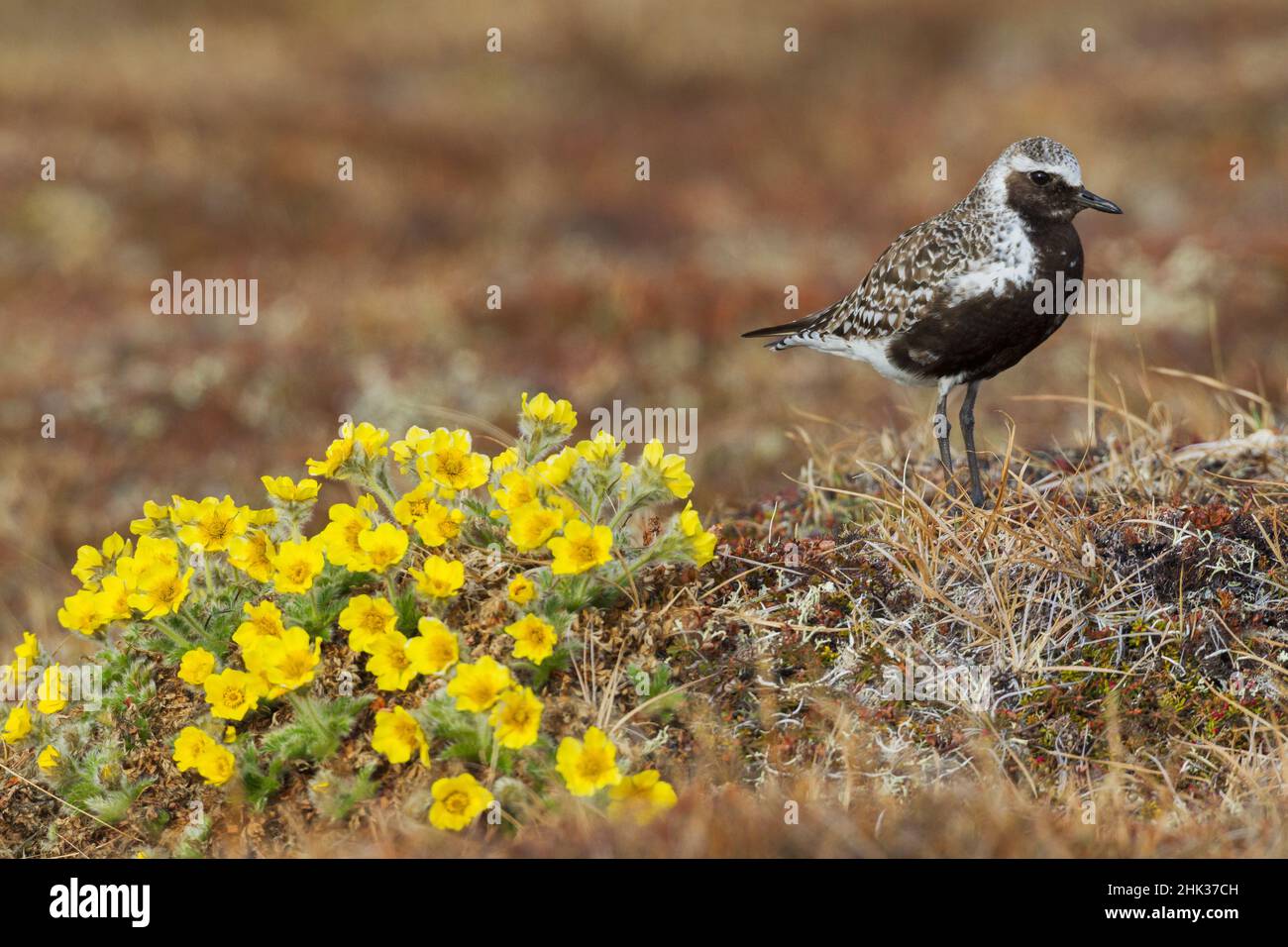 Black-bellied plover, Arctic tundra nesting habitat Stock Photo - Alamy