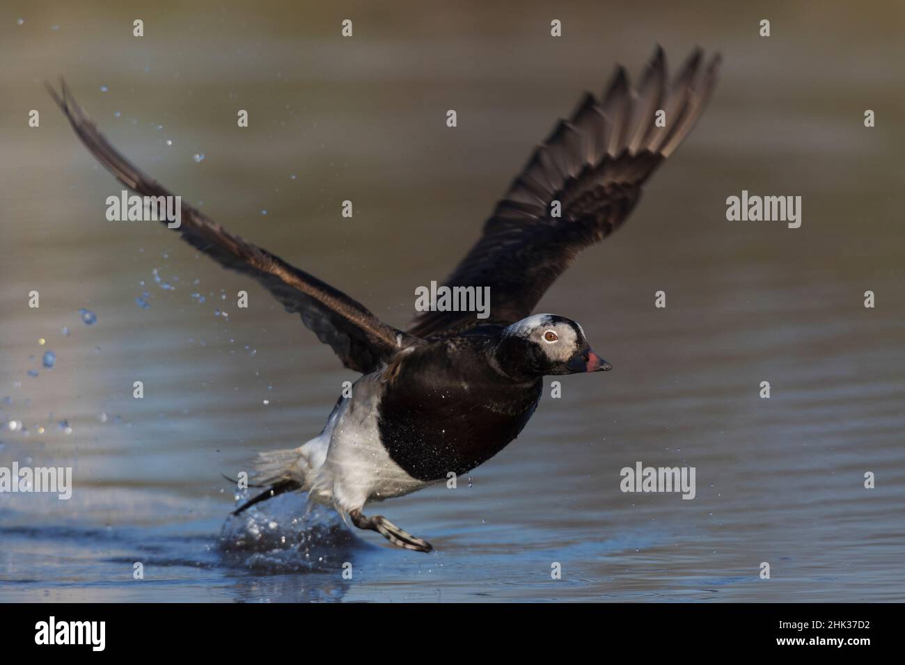 Long-tailed drake flying Stock Photo - Alamy