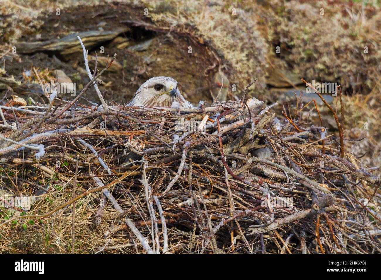 Rough-legged hawk sitting inside nest Stock Photo - Alamy