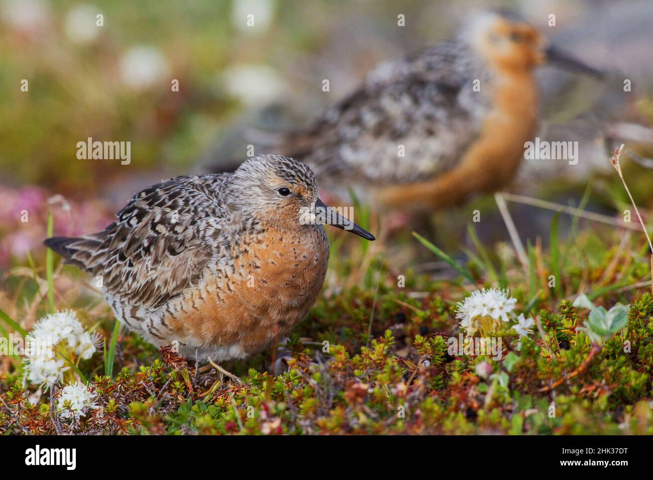 Red knot pair, Arctic tundra, nesting habitat Stock Photo - Alamy