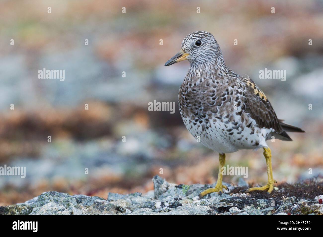 Surfbird, arctic tundra Stock Photo - Alamy