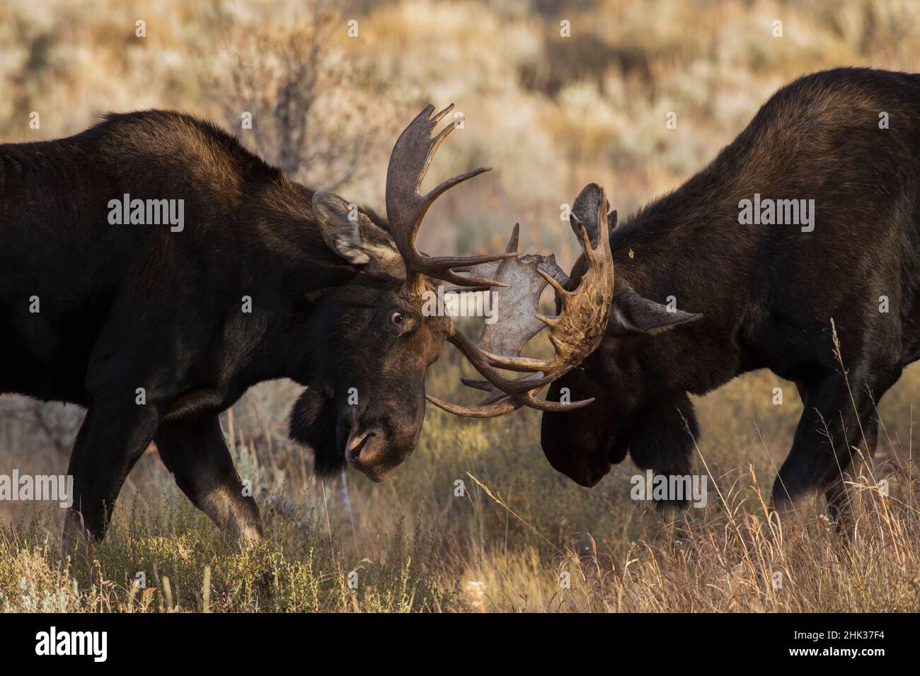 Bull moose fighting hi-res stock photography and images - Alamy