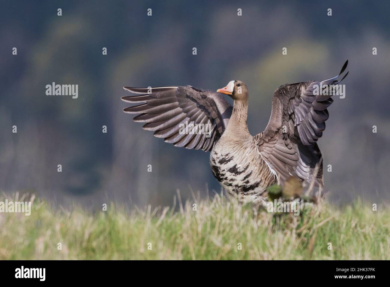 Greater white-fronted goose Stock Photo - Alamy