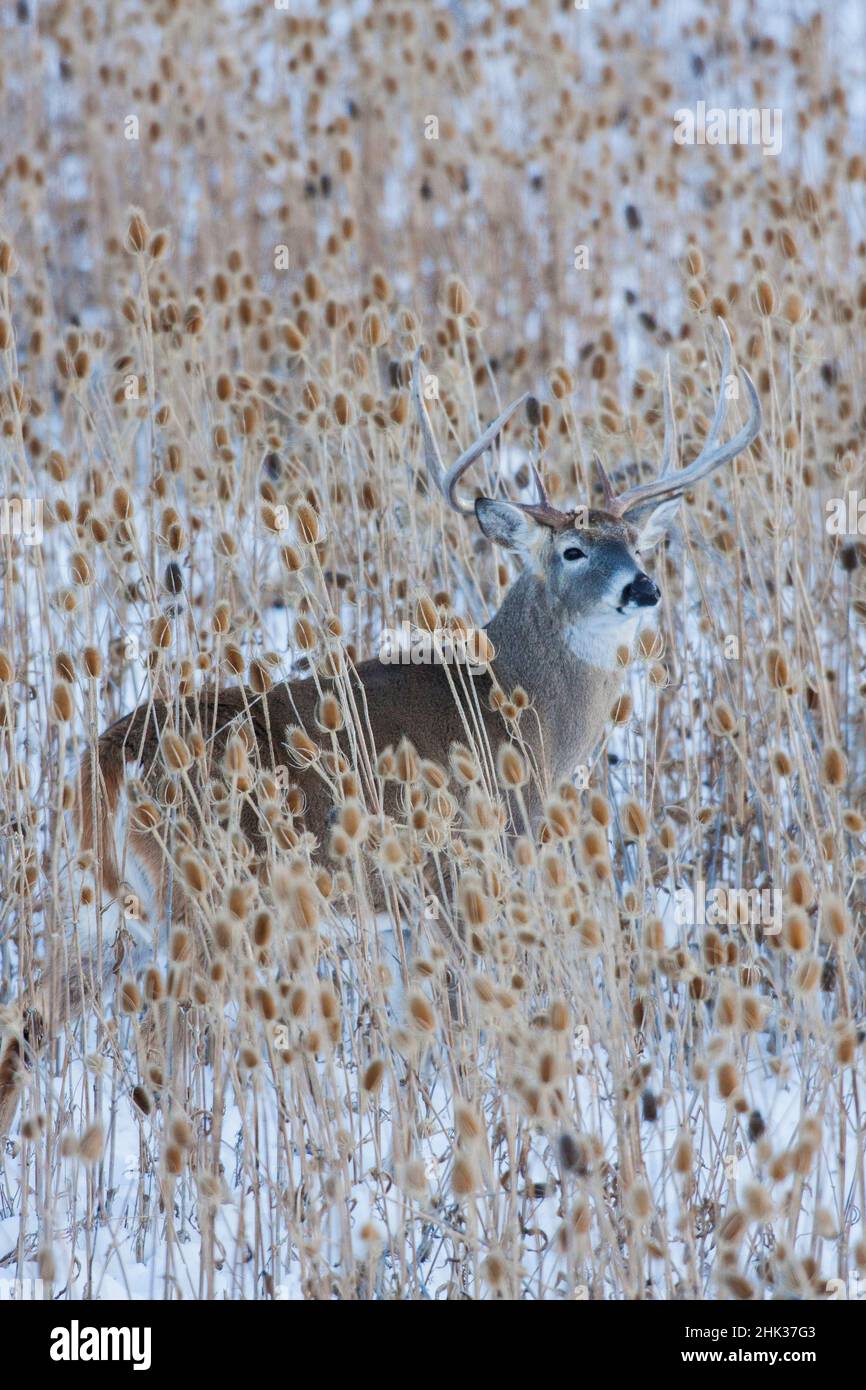 White-tail deer buck camouflaged in the thistle patch Stock Photo - Alamy