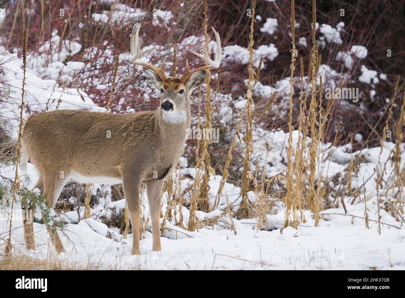 White-tail deer buck with winter camouflage Stock Photo - Alamy