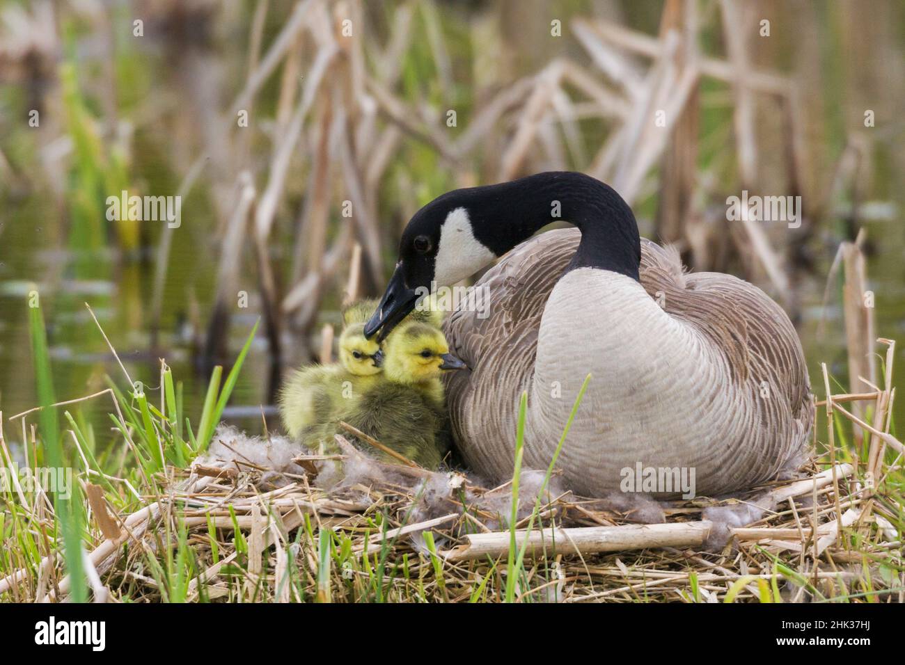 Goose goslings nest hi-res stock photography and images - Alamy