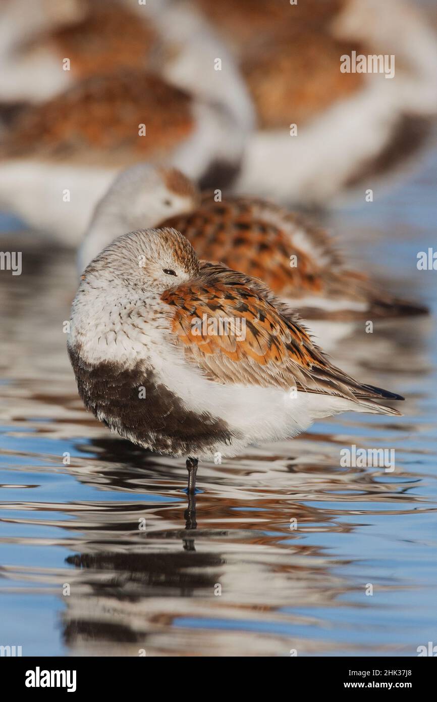 Flock on mudflat hi-res stock photography and images - Alamy