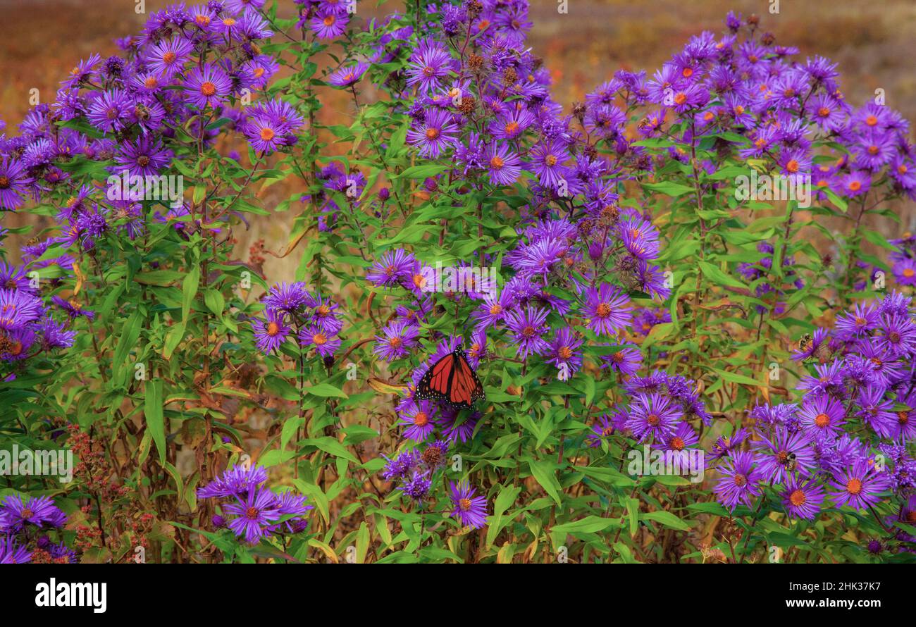 USA, New Hampshire field of daisies with Monarch Butterfly feeding just ...