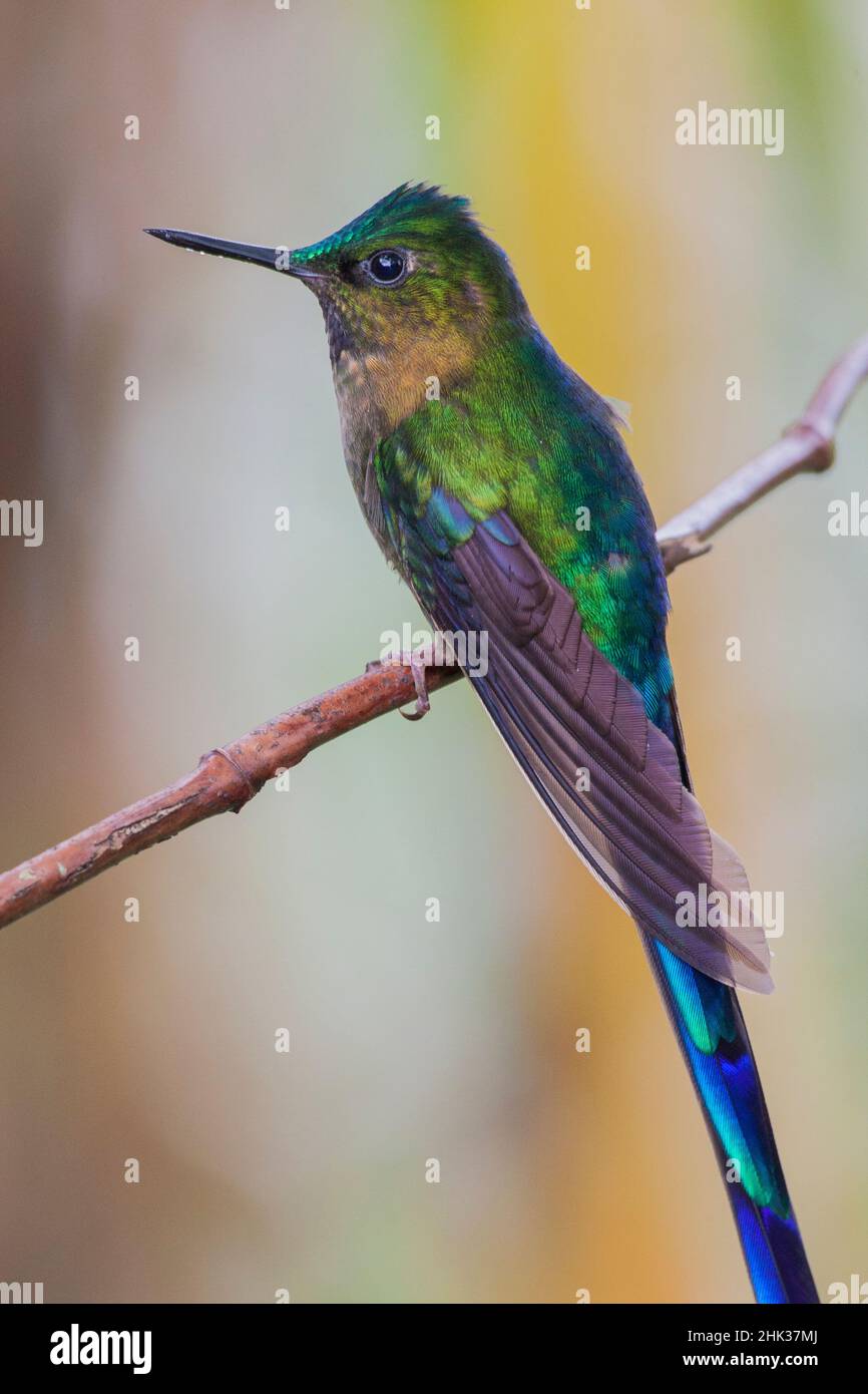 Violet archer hi-res stock photography and images - Alamy