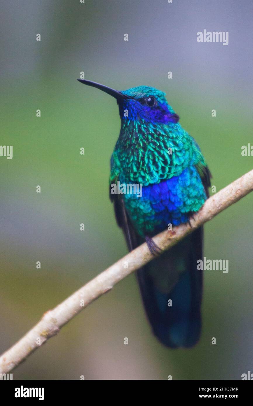 Sparkling violetear hummingbird Stock Photo - Alamy