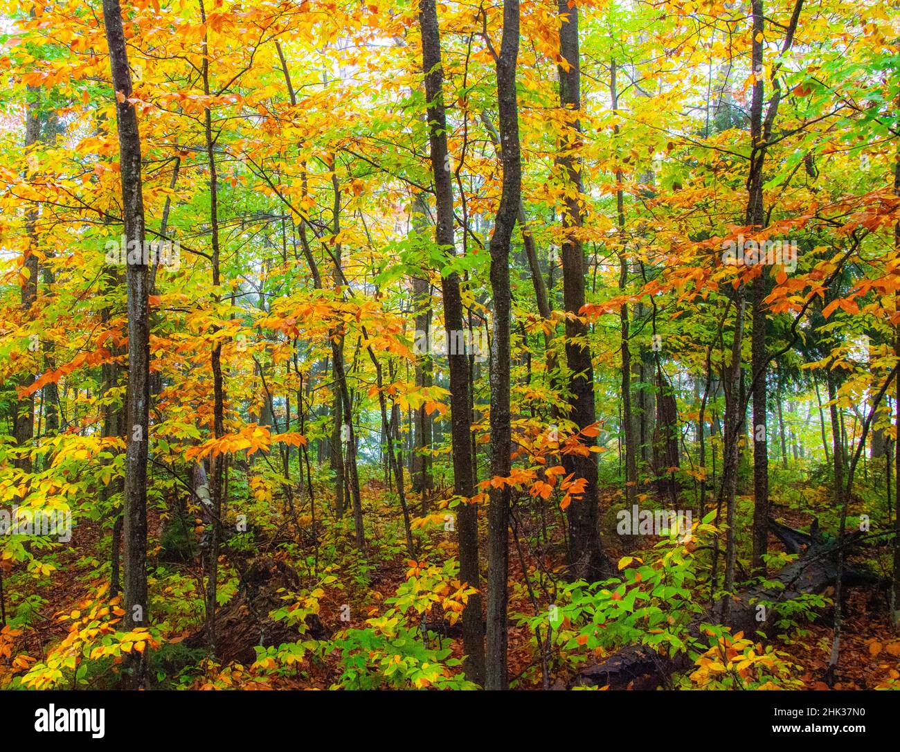 USA, New Hampshire, Sugar Hill, Beech trees in Fall color Stock Photo ...
