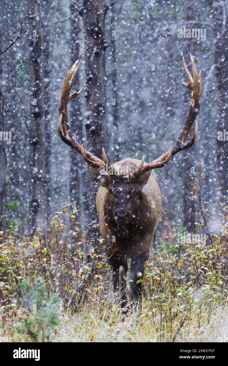 Rocky Mountain bull elk autumn snow storm Stock Photo - Alamy