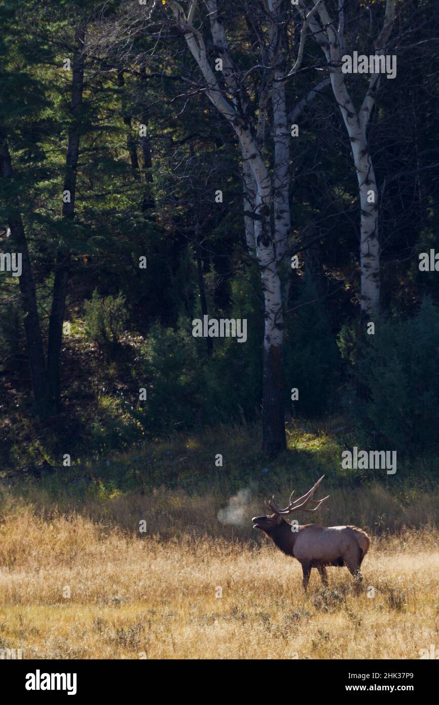 Rocky Mountain bull elk, morning bugle Stock Photo - Alamy