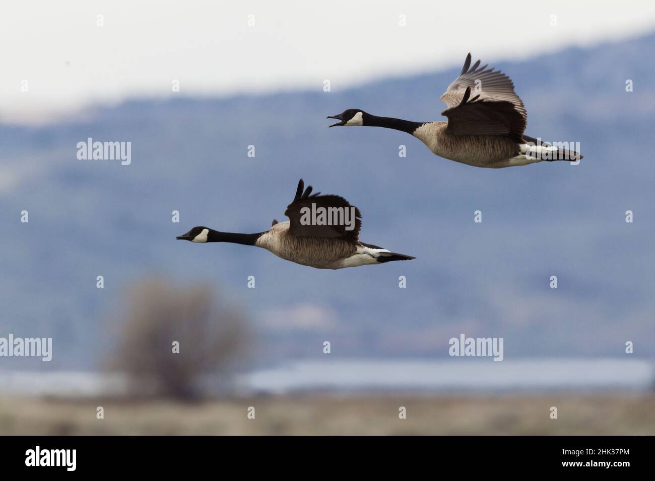 Greater Canada geese Stock Photo - Alamy