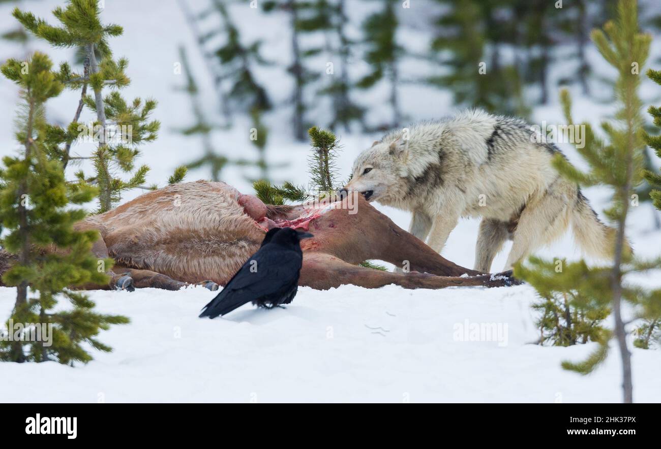Gray wolf feasting on elk carcass Stock Photo - Alamy
