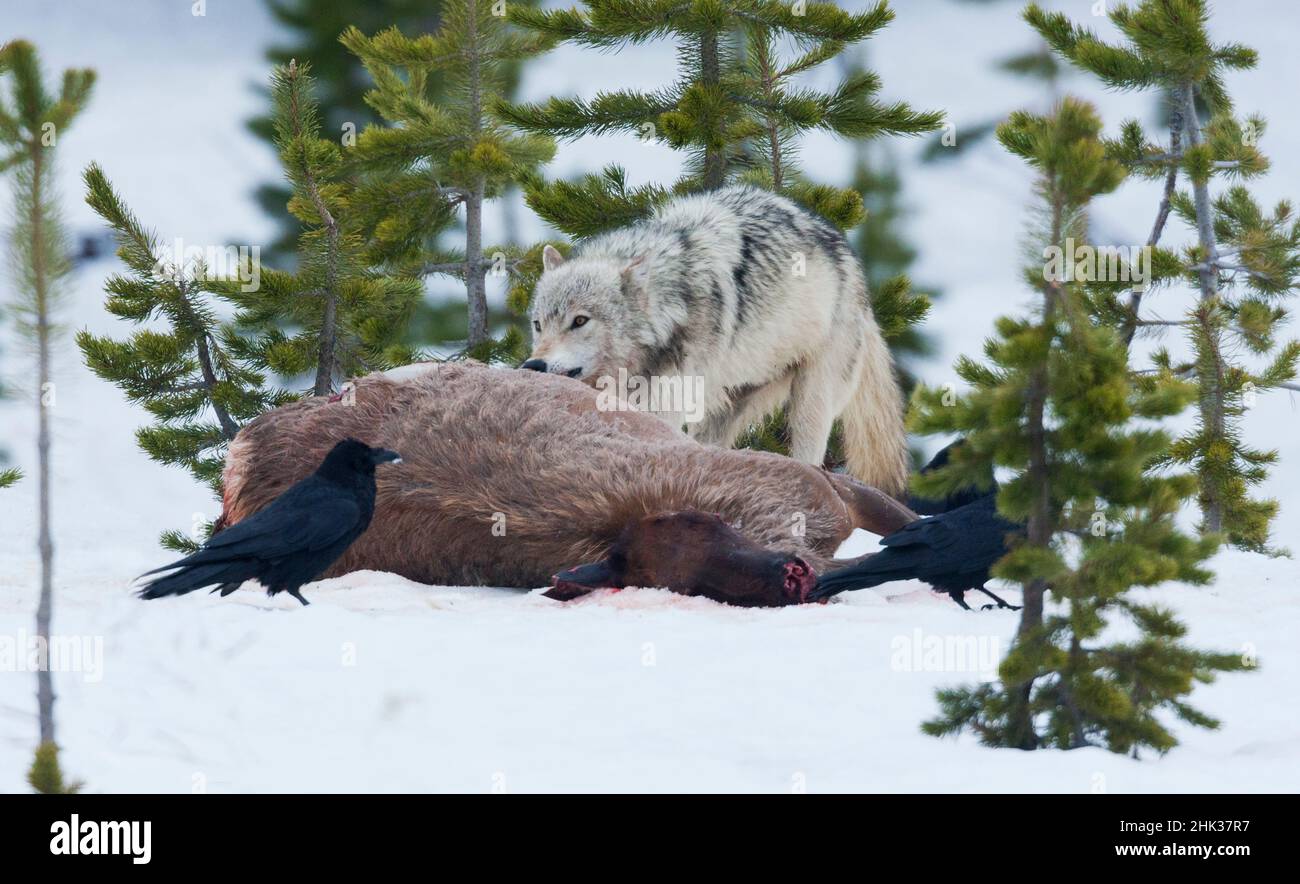 Gray wolf feasting on elk carcass Stock Photo - Alamy
