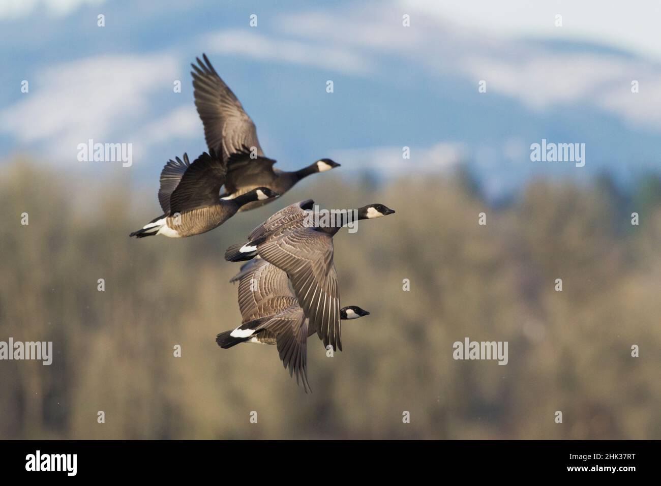 Lesser Canada geese flying Stock Photo - Alamy