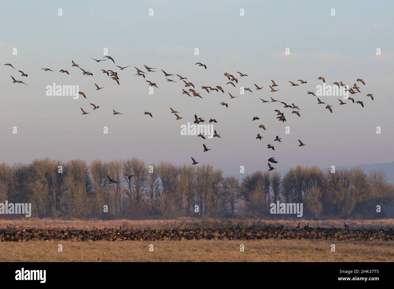 Canada geese foraging at dusk Stock Photo - Alamy