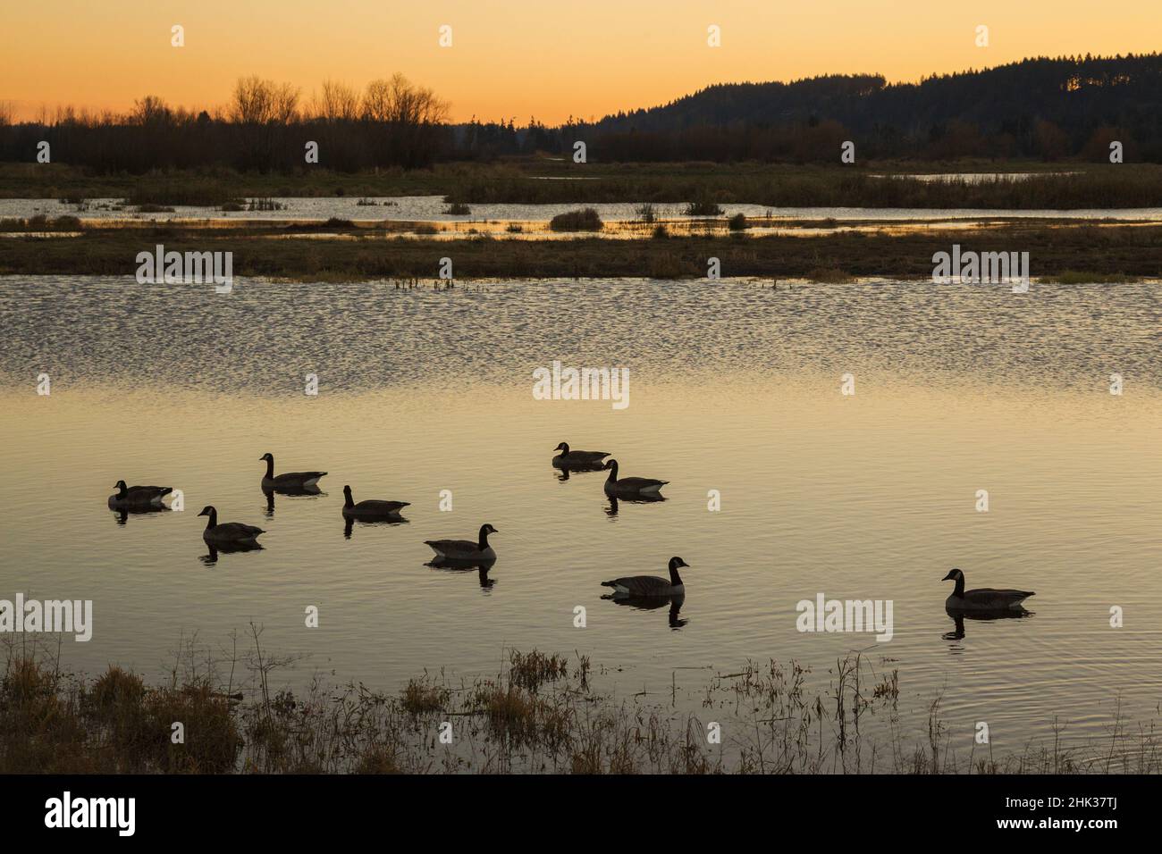 Small flock of canada geese hi-res stock photography and images - Alamy